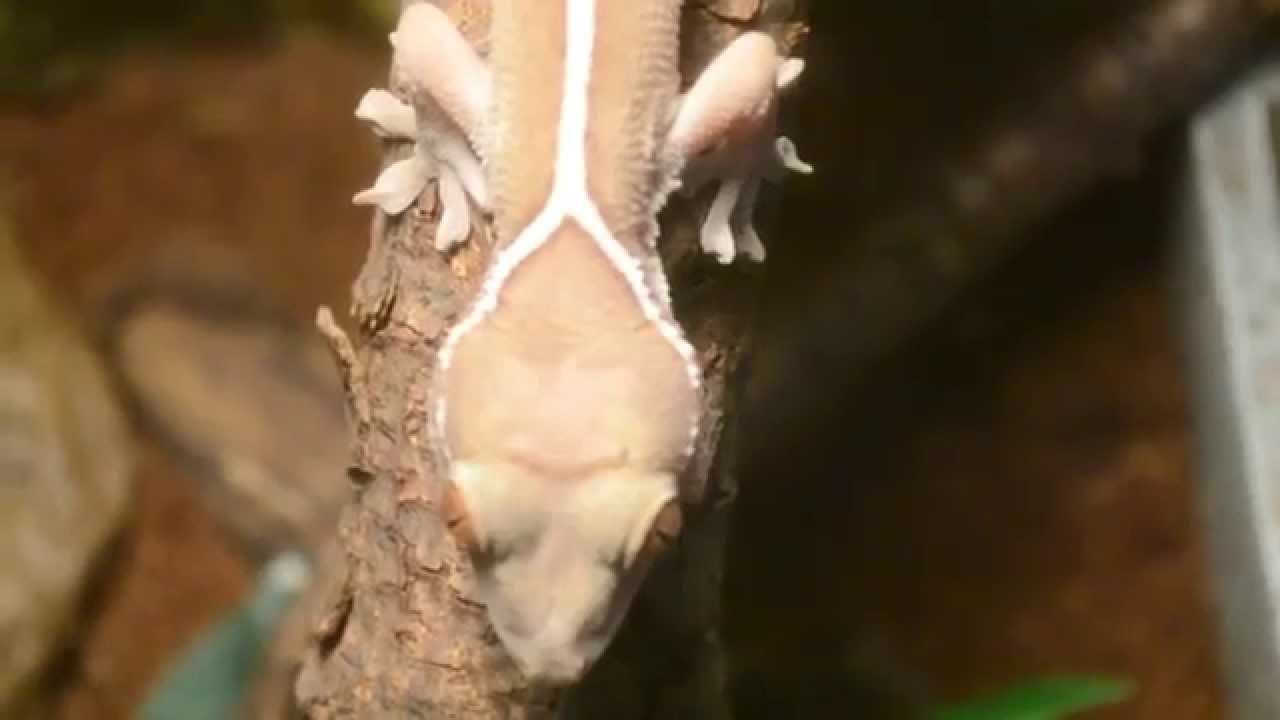 White Lined Gecko [HD] - YouTube