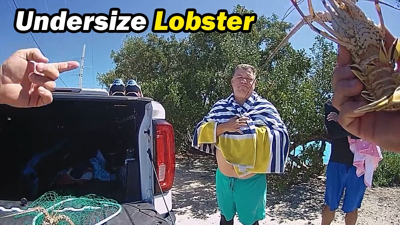 Caught With 3 Undersize Lobsters in the Florida Keys - YouTube