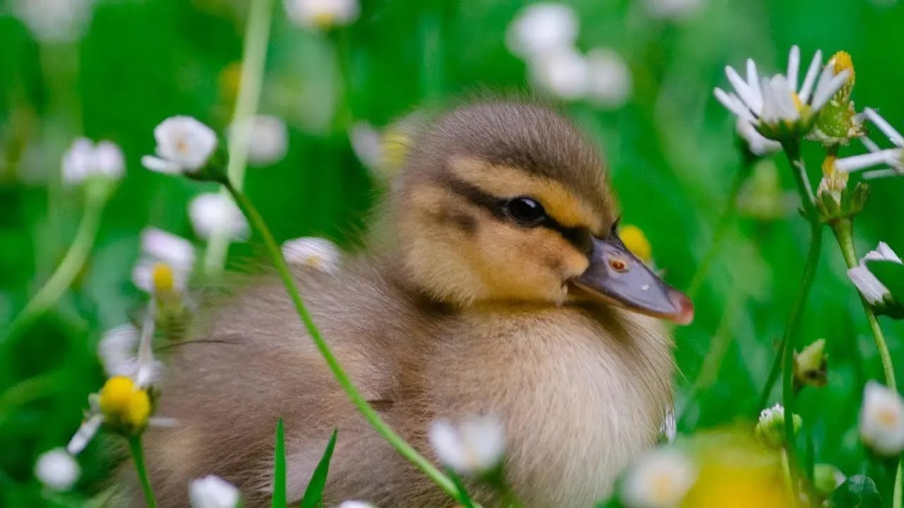 Mom duck caught a big fish for the duckling. Birds. Wildlife 👍 - YouTube