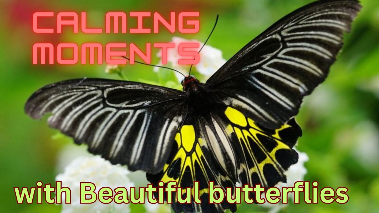 Soothing Music with Butterflies | Relaxing Nature Sounds to Calm Your ...