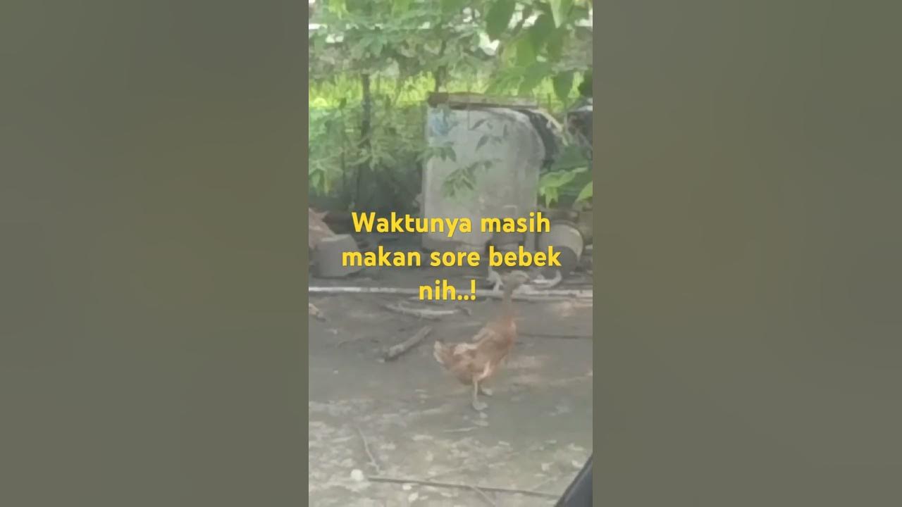 Waktunya ngasih makan bebek nih..! - YouTube