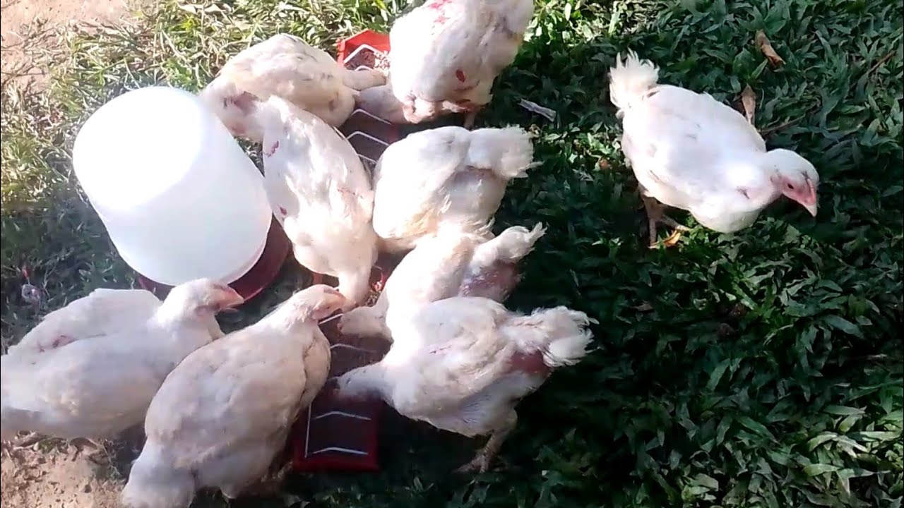MAY BAGO NA NMN TAYUNG MGA SISIW NA BROILER, MARAMING SALAMAT ATE RUBY ...