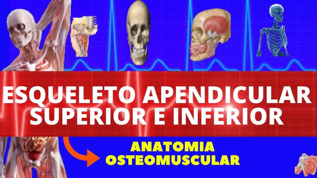 ESQUELETO APENDICULAR - MEMBROS SUPERIORES E INFERIORES - ANATOMIA ...