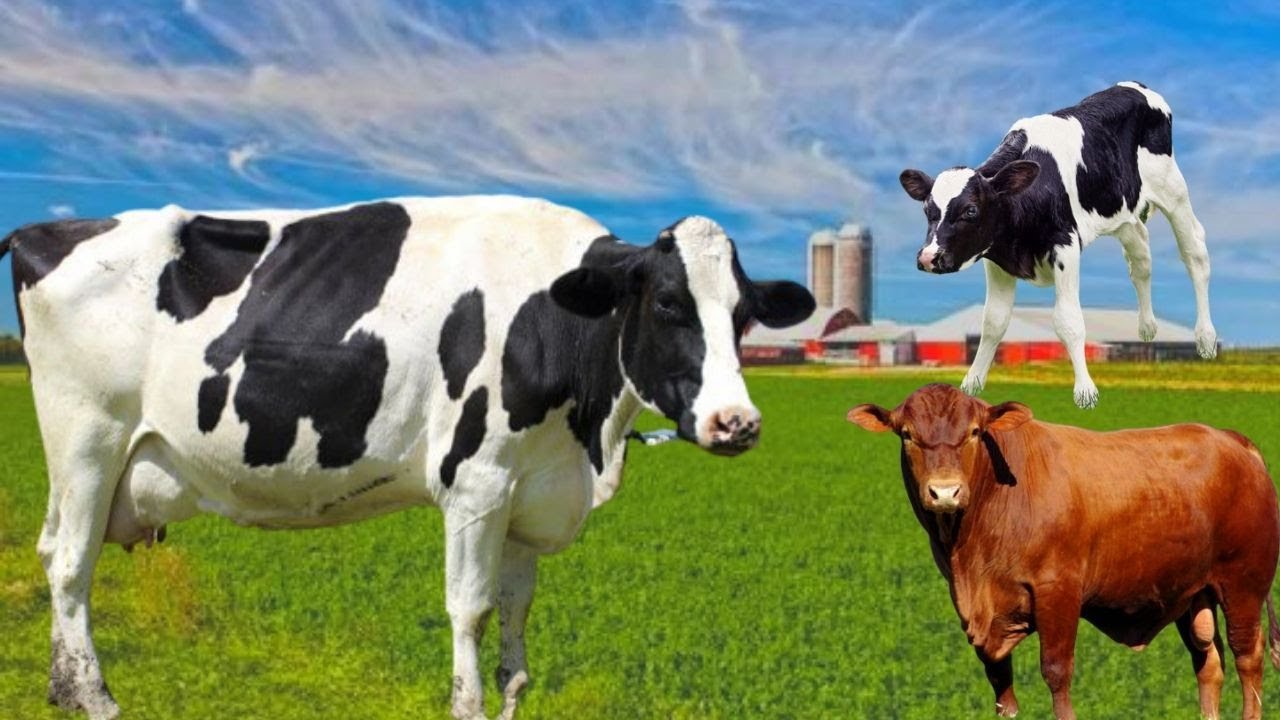 Som de vaca // Vaca mugindo // Cow videos - YouTube