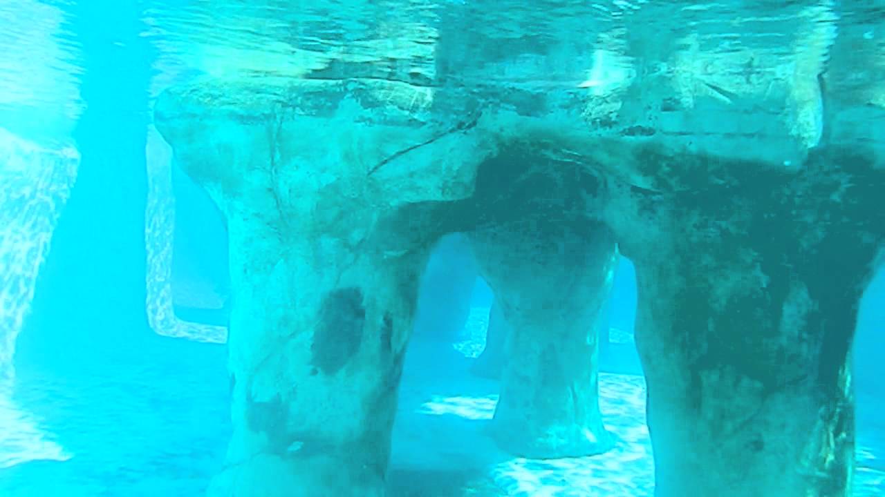 Seal and Sea Lion enclosement at zoo - YouTube