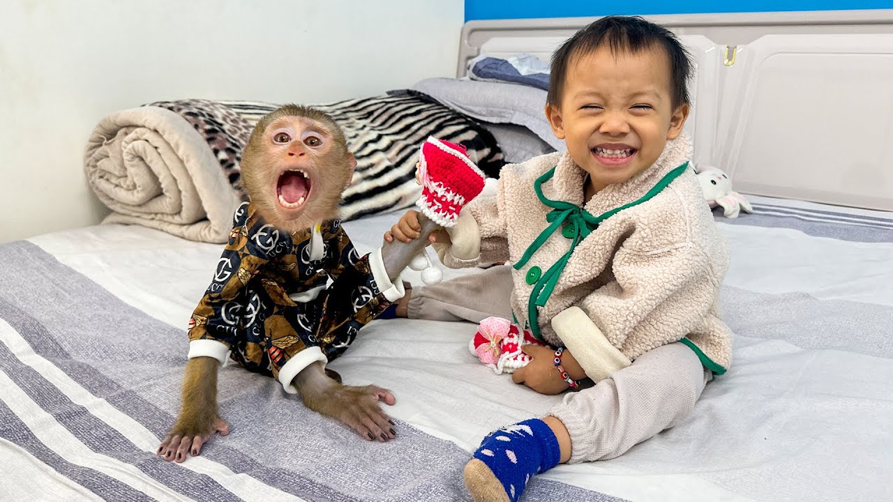 Monkey Kaka and Diem look so cute with new shoes - YouTube