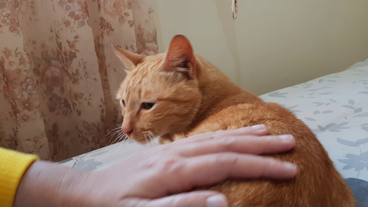 missing after 1,5 years. Buki the cat 😘😘😘😘😘 - YouTube