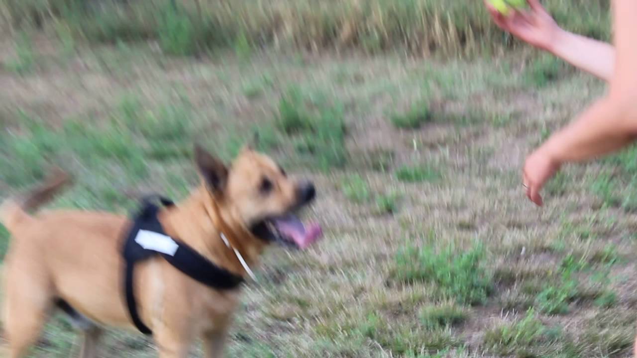 PABLO...due palline e un'umana da adorare: la ricetta della felicità ...