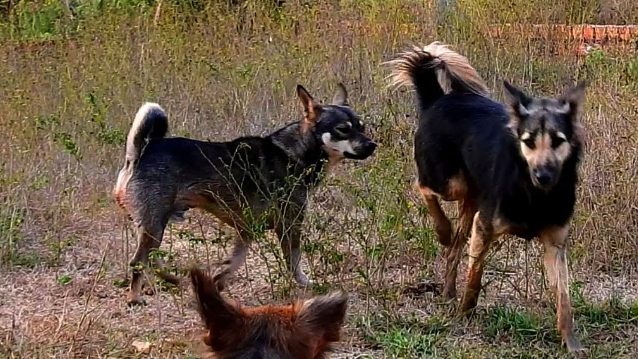 Chear not fear to meeting new Abandon dog they try to kiss sister - YouTube