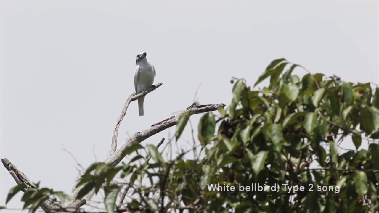 White bellbirds produce the loudest bird call in nature - YouTube
