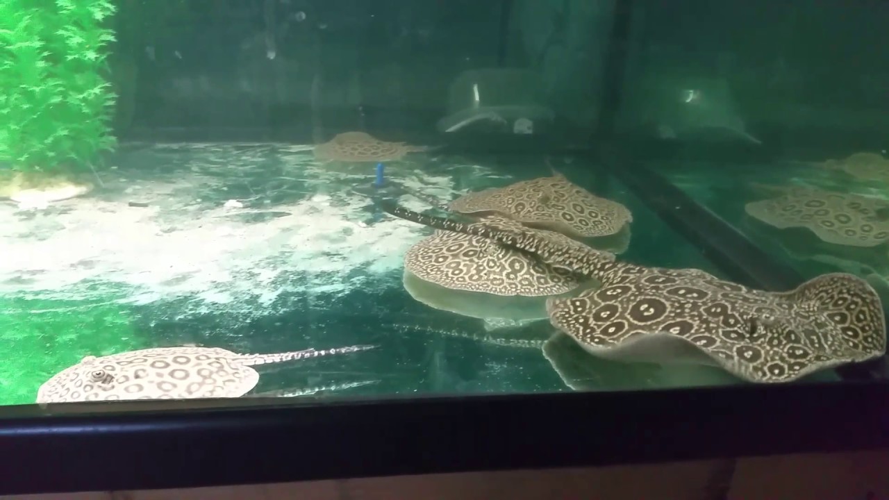 High quality pearl stingrays for sale nj - YouTube