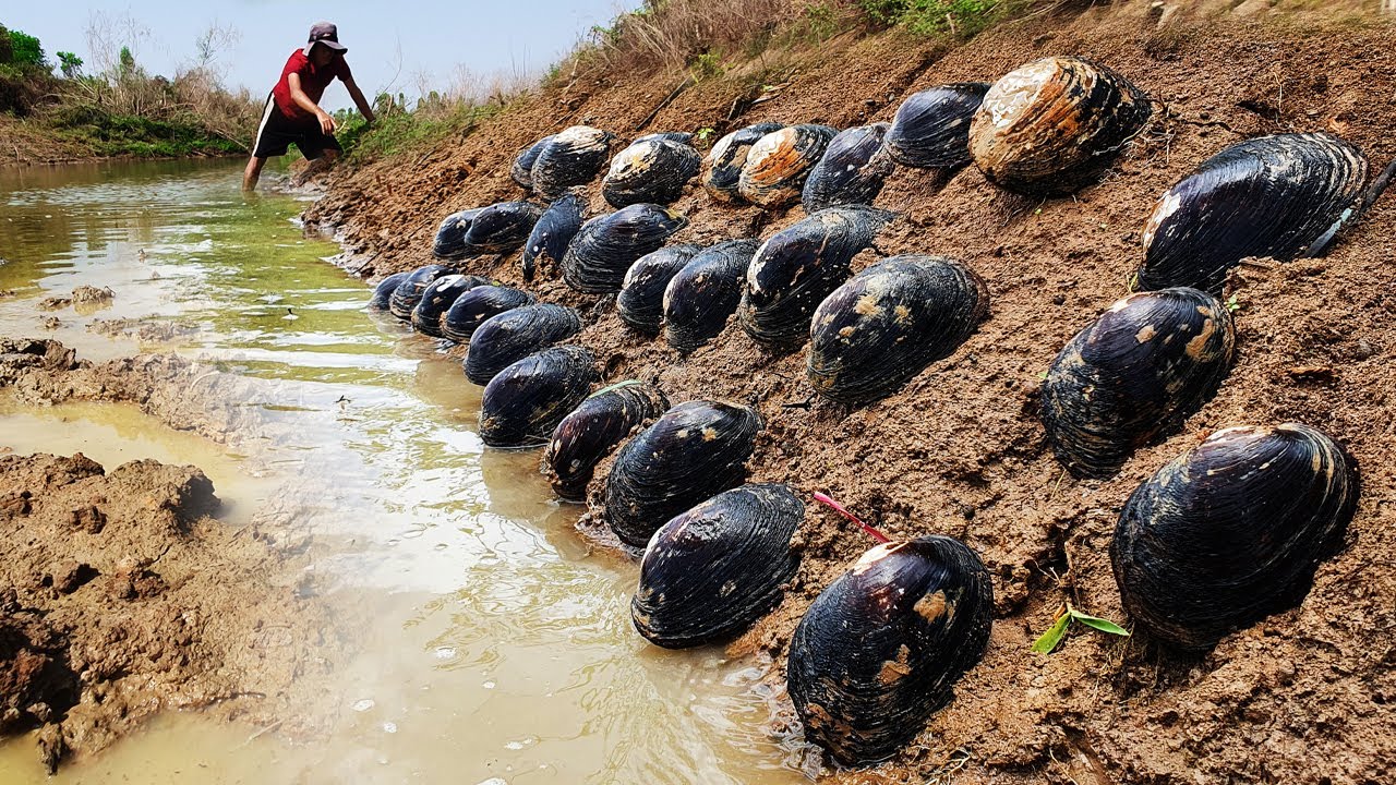 Unique Fishing - Catching Huge Mud Clams In The Lake Nice Day Pick Big ...