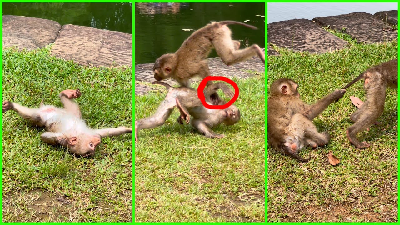 Documentary about monkeys living in Cambodia|Monkey Footage|Scene ...