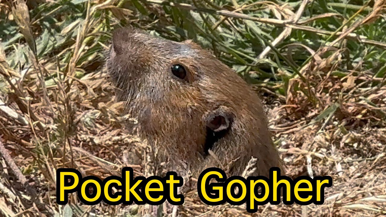 A Gopher Enjoys a Day at the Beach - YouTube