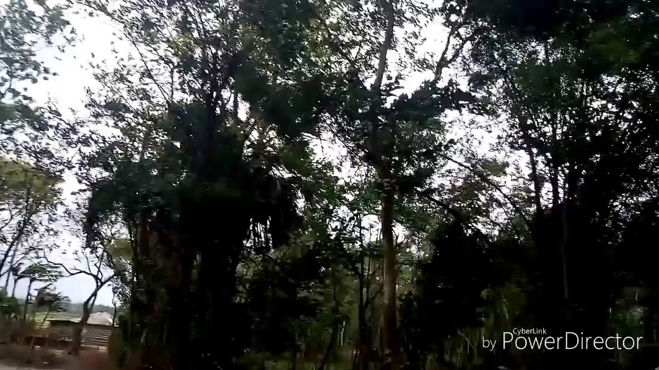 THE HOWLING 🐯🐯🐯🐯🐯 STORM - YouTube