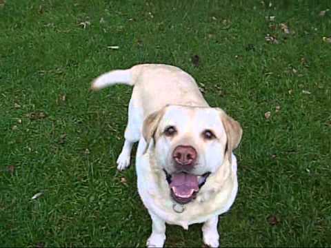 Dog Walking Sideways - YouTube