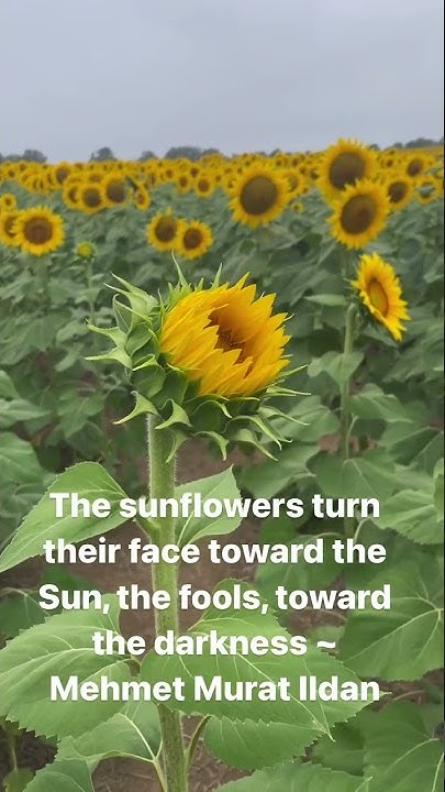 The sunflowers turn their face toward the Sun #quoteoftheday #fyp # ...