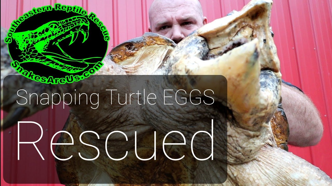 RESCUING Snapping Turtle Eggs - YouTube