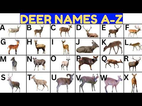 A-Z Deers With Alphabetimals | Deers For Kids | Learn ABC Animal Book ...