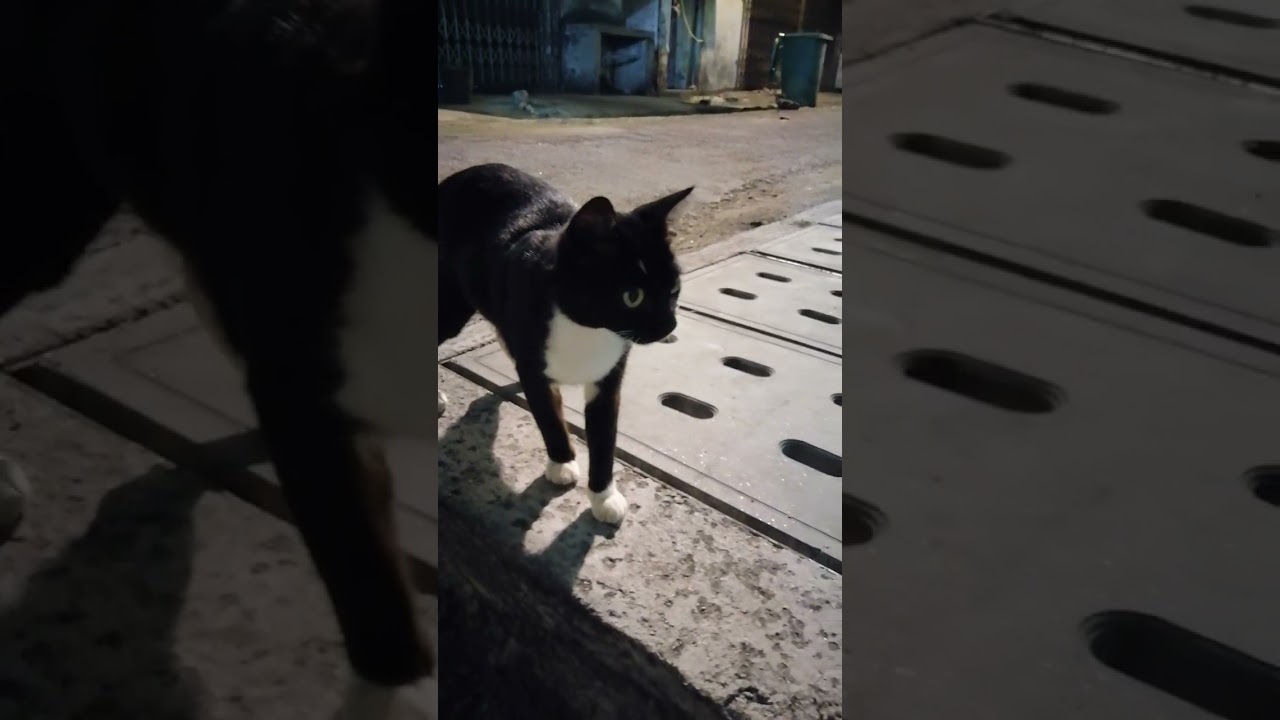 it's MY TURN!! Bonding time with Night shift Cat #shorts #catlover #cat ...