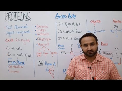Ch 2 Lec 11 Introduction to Proteins and Amino Acids, Class 11 Biology ...