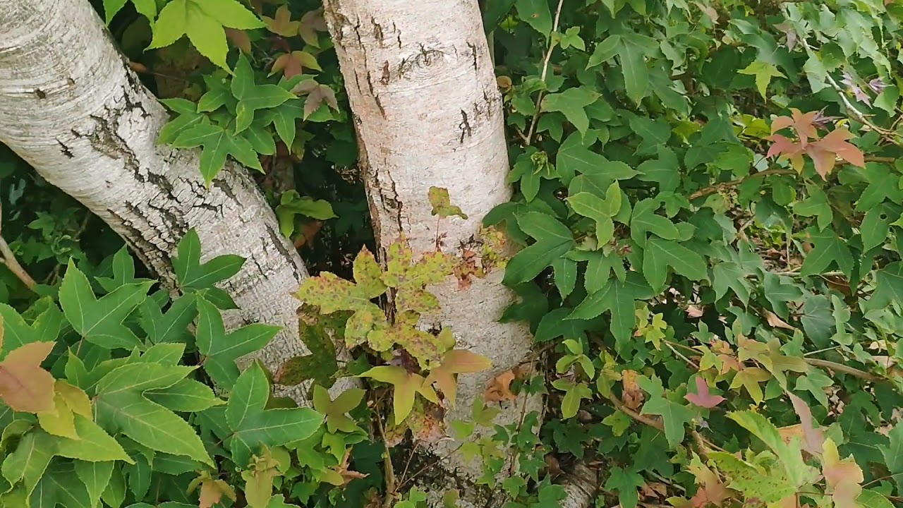 Pokok maple di mesilou kundasang, sabah. - YouTube