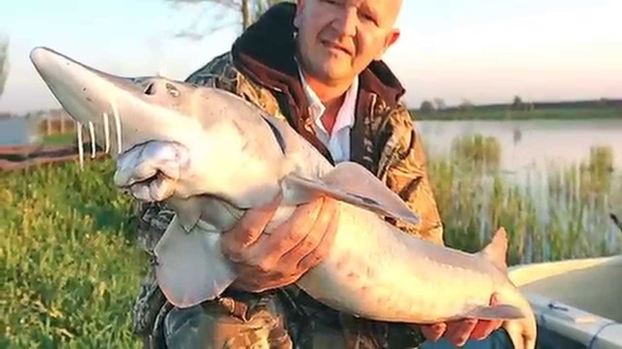 Big Boilie Baits: Tokhal horgászat a Fish Aréna tavon - YouTube