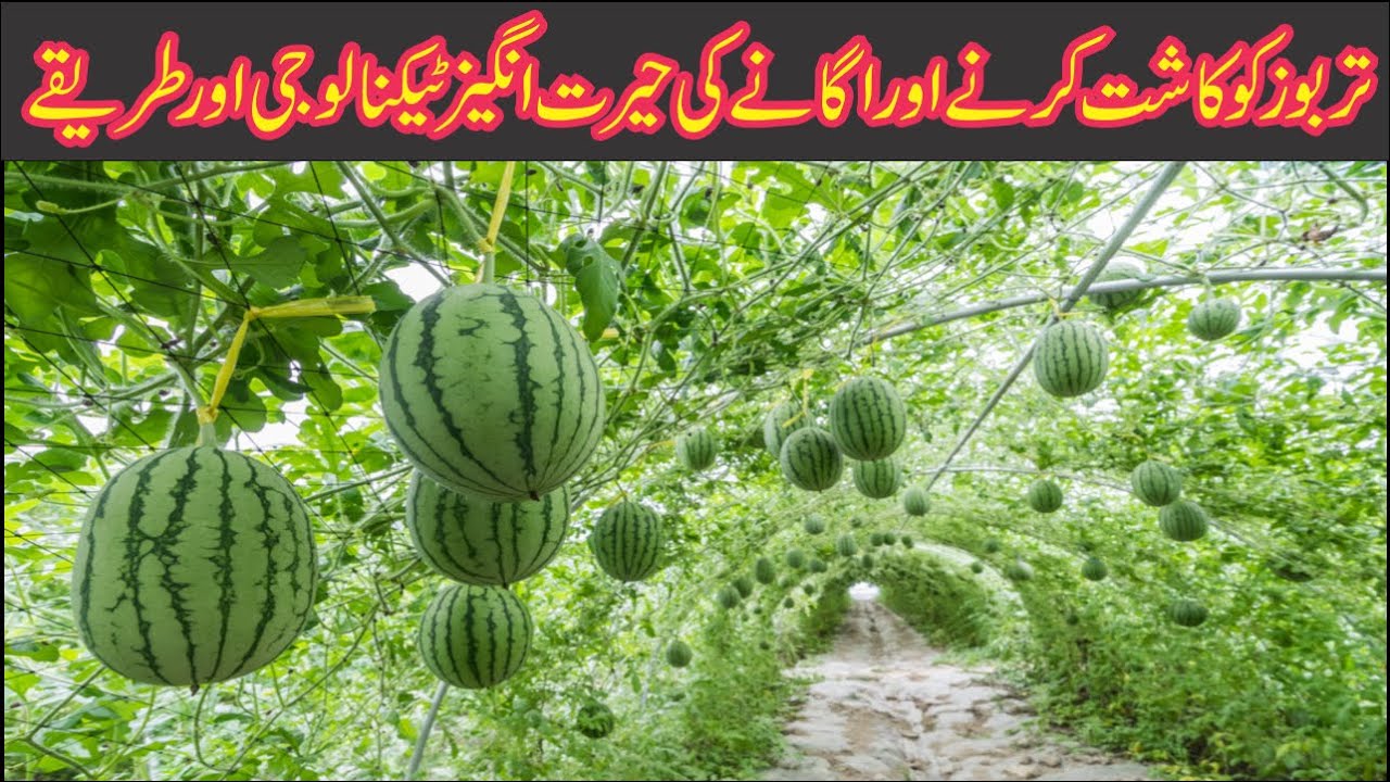 Watermelon Harvesting Technology | Fruits Making Process in Modern ...