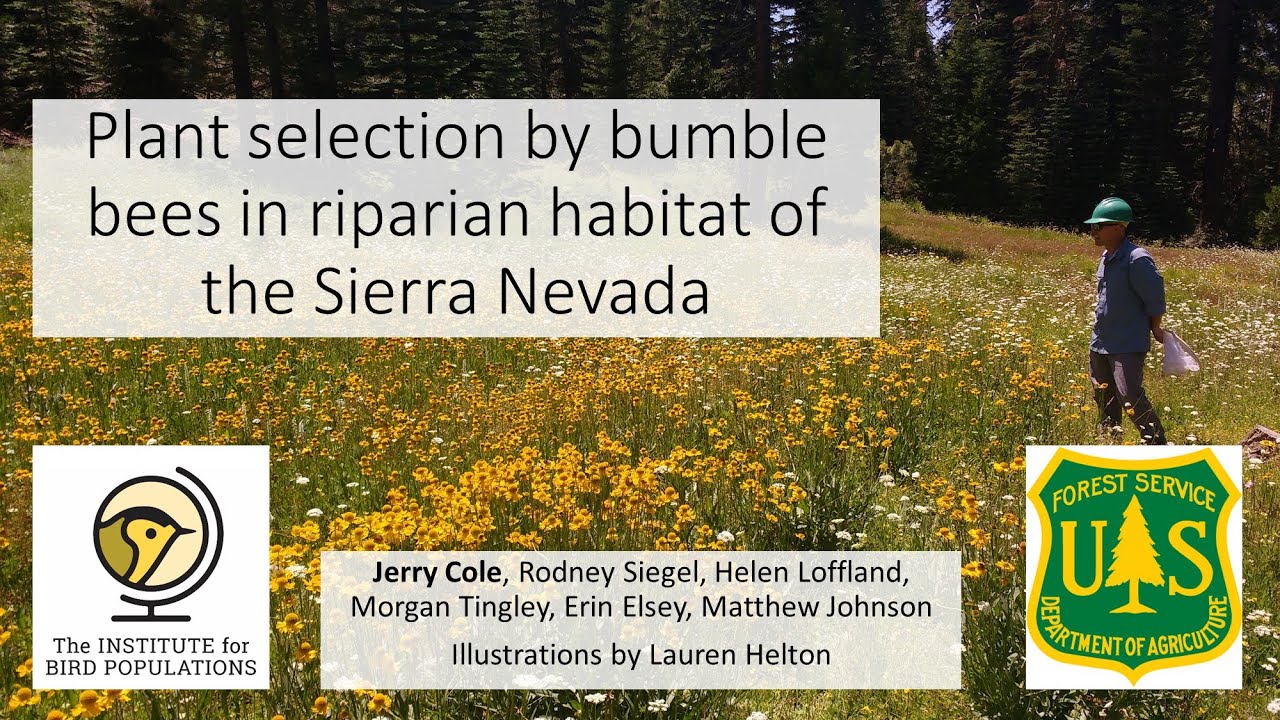 Plant selection by bumble bees in montane riparian habitats of ...