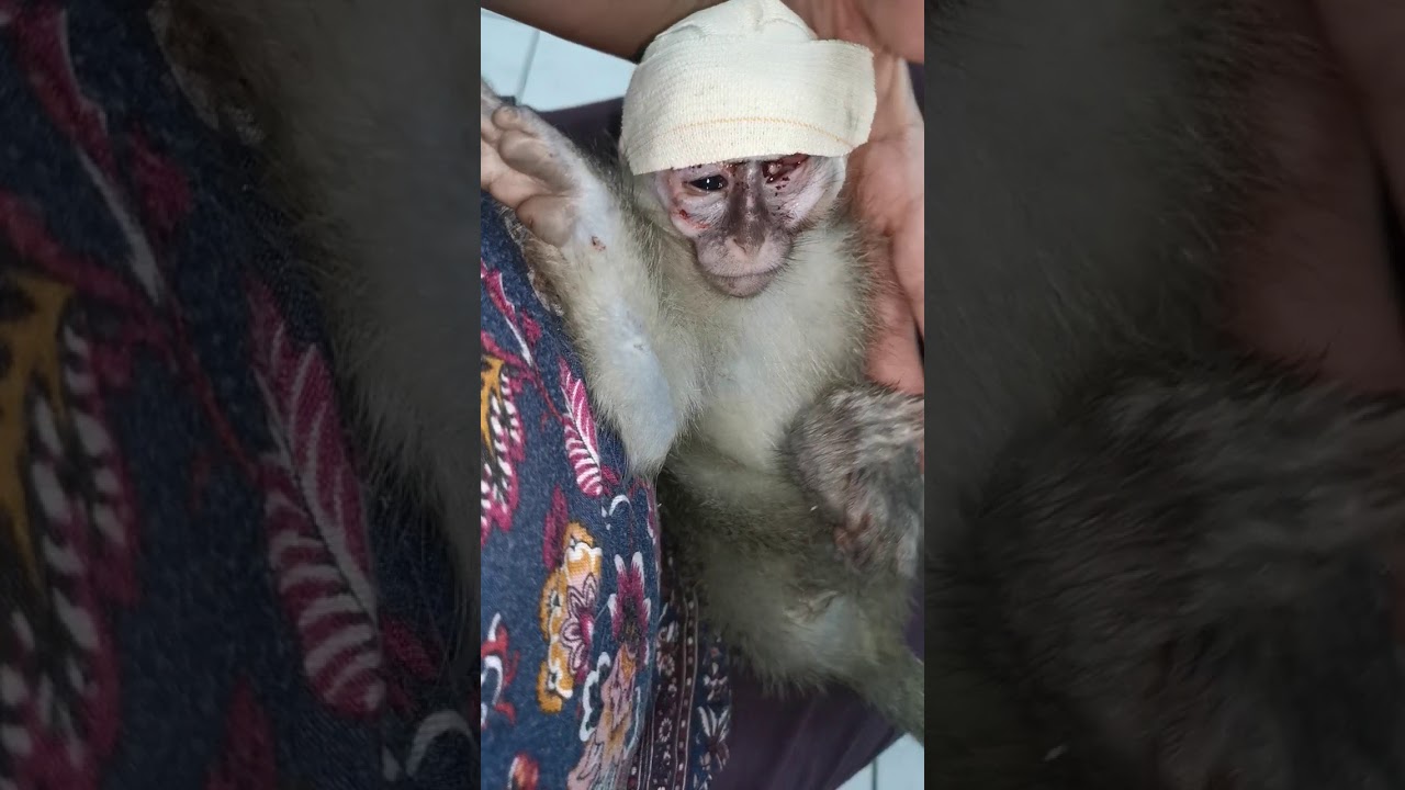 Mutilated face of a tiny baby monkey - YouTube
