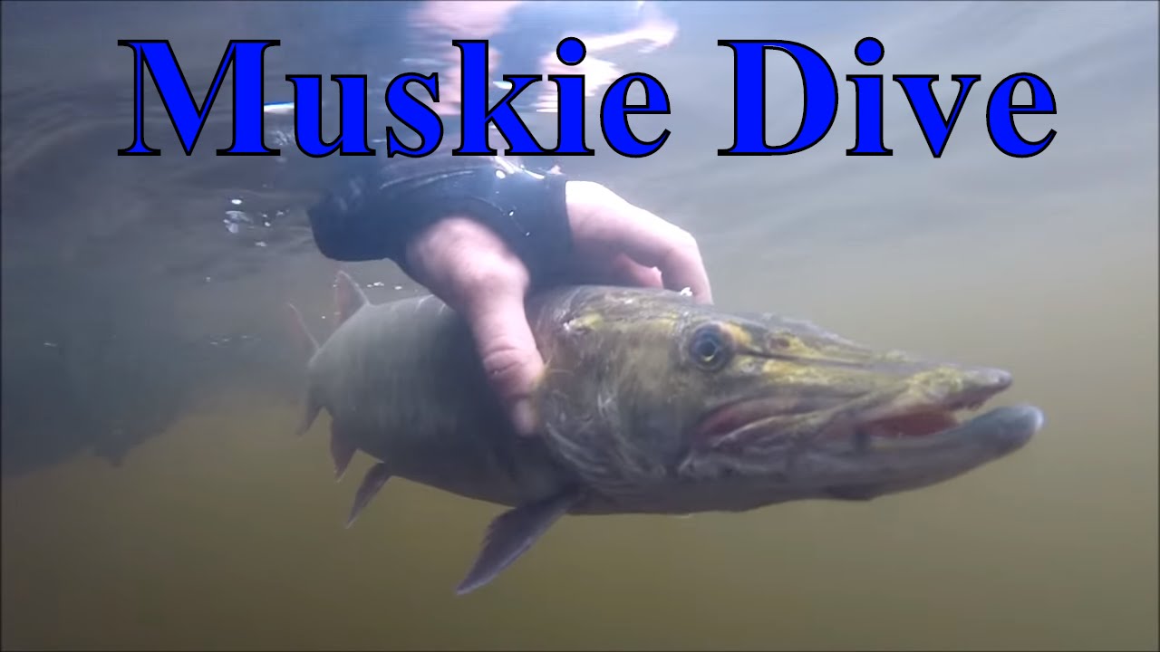 Muskie Hunting On The "Johnny" October 2016-Underwater Views - YouTube