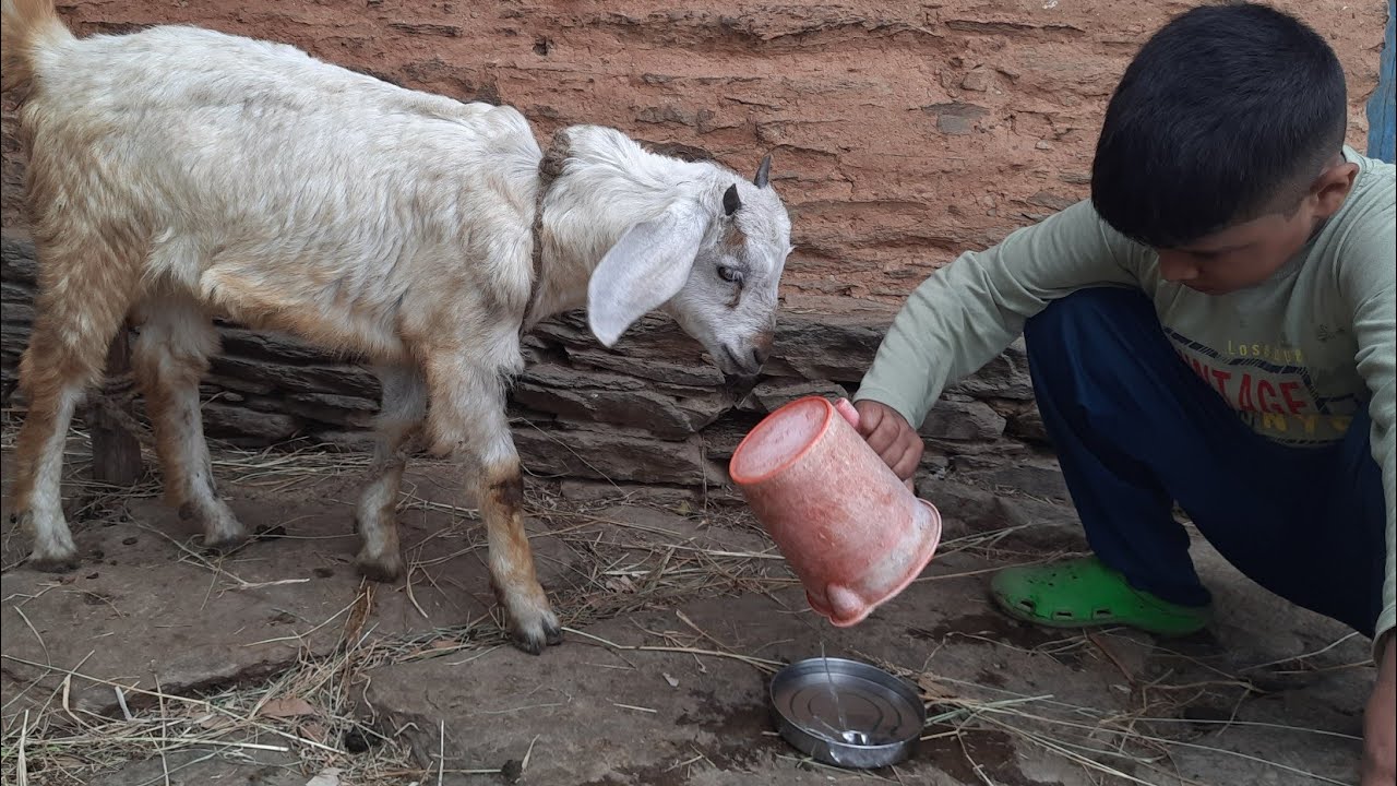 baby goat crying for mama - YouTube