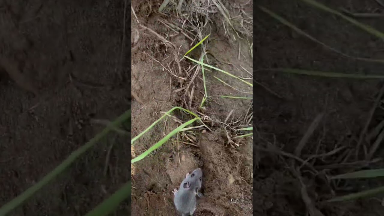 Friendly Field Mice 🐭 - YouTube