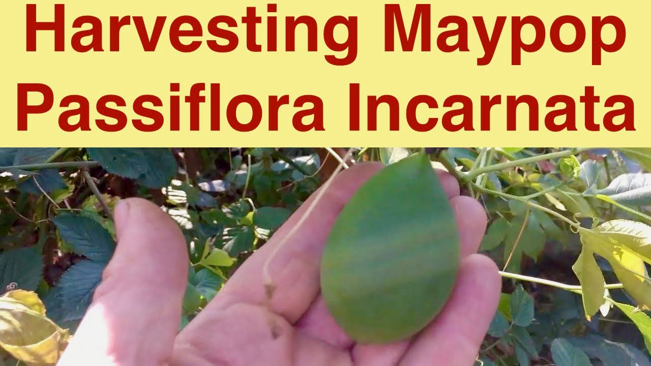 Harvesting Maypop Passiflora Incarnata - YouTube