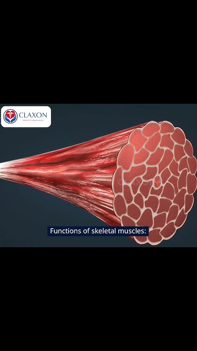 👉 Understanding Muscle Physiology: How Muscles Work Explained! 💪 - YouTube