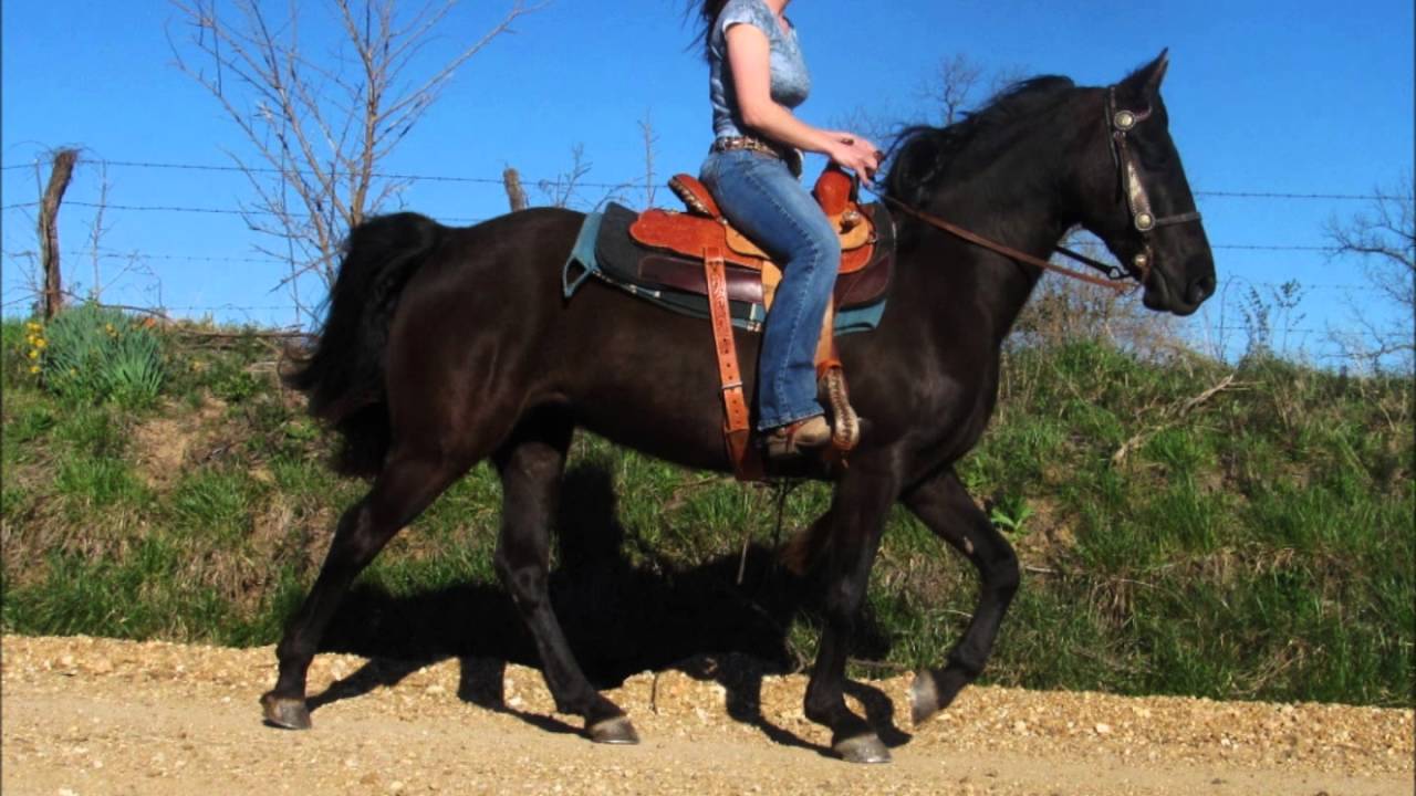 Exceptional Gaited Mare For Sale - Silver Dollar SOLD - YouTube
