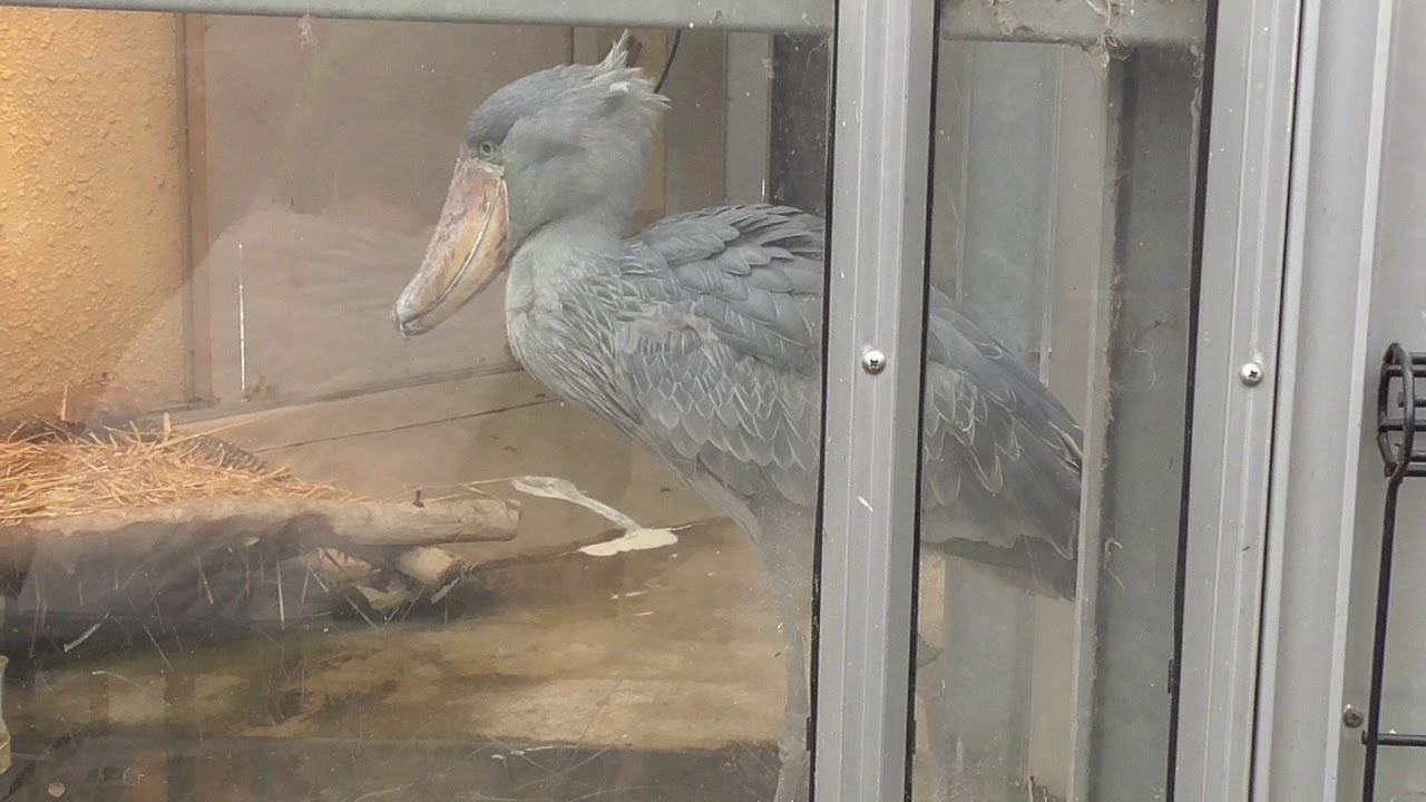 Shoebill Stork【Ueno zoo in Tokyo, Japan 】 - YouTube