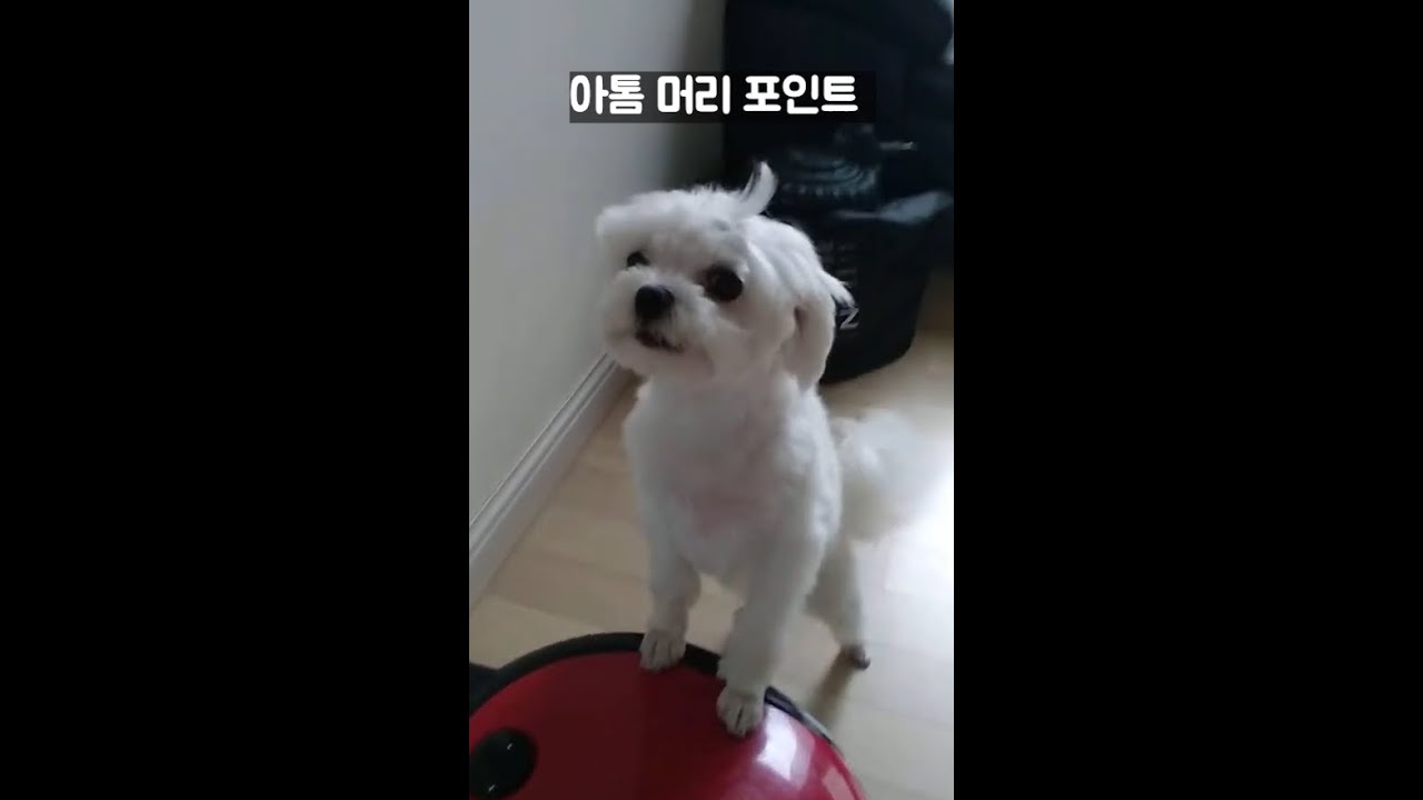 으르렁 강아지 말티즈 Angry Maltese - YouTube