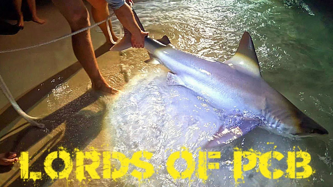 2 Huge Sharks from the Beach! Sandbar Shark Fishing Battle in Panama ...