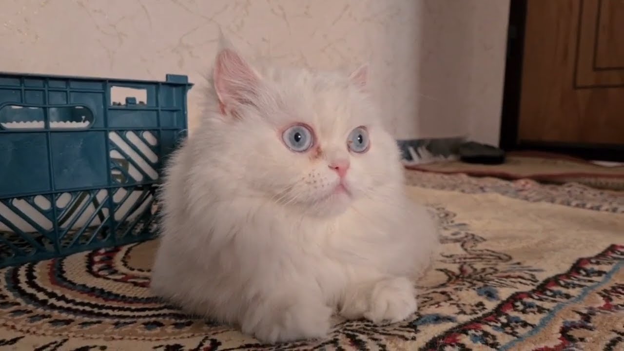 Look at Pani CATS' blue eyes 🐈🐈😍 - YouTube