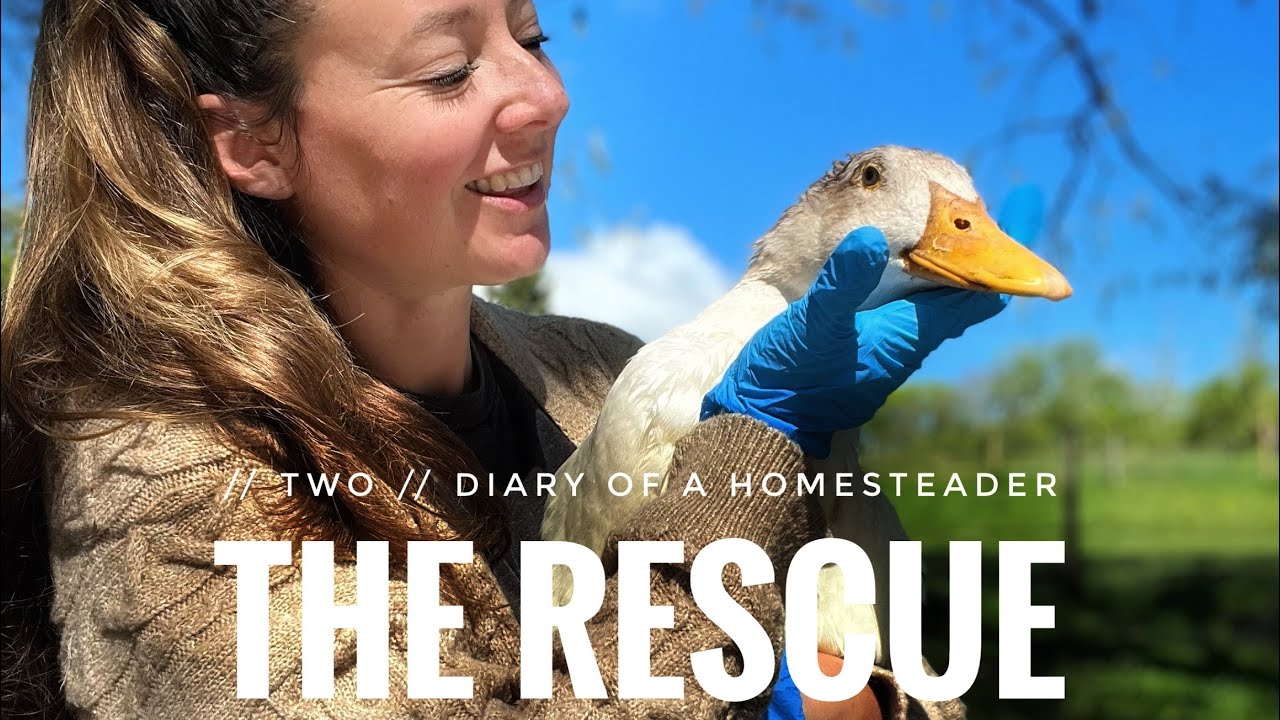 The Rescue // Diary of a Permaculture Homesteader, Ep 2, Helping Jack ...