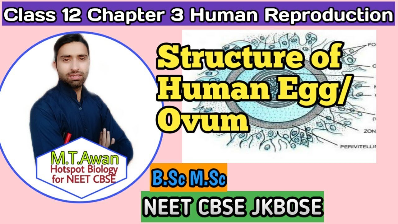 Lecture 13 Chapter 3 Biology Class 12 - Structure of Ovum/Egg - NEET ...
