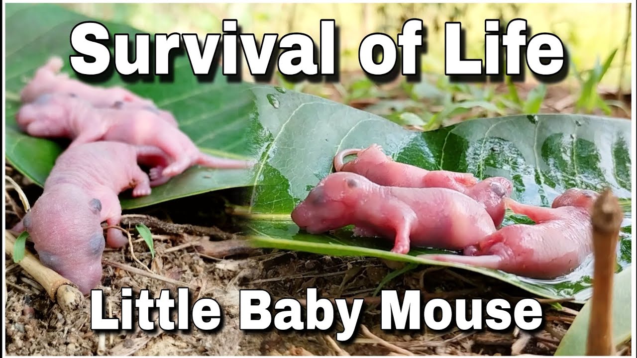 New Born Baby Mouse Survive for Life in forest//#animals #wildlife # ...