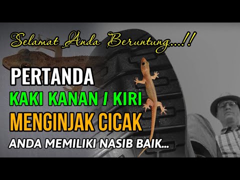 SELAMAT ANDA BERUNTUNG !! PERTANDA MENGINJAK CICAK KAKI KANAN ATAU KIRI, ANDA MEMILIKI NASIB BAIK