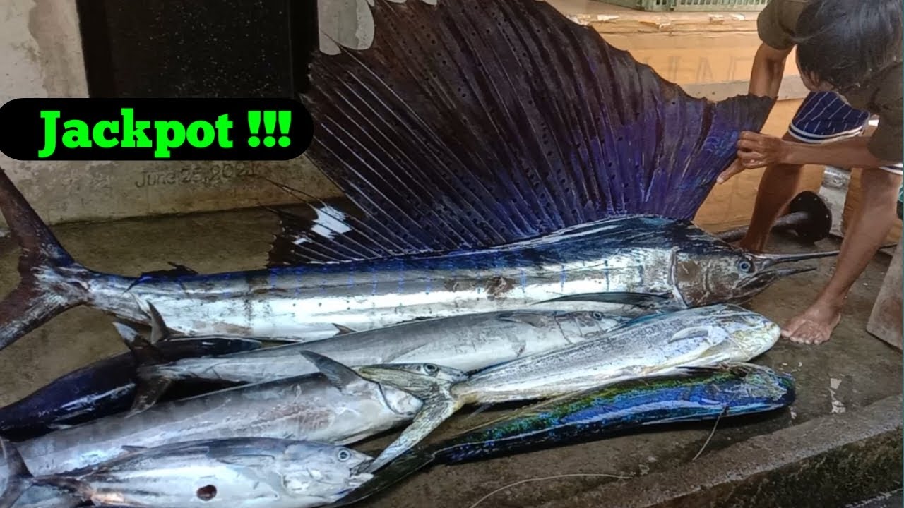 Jackpot mga idol...Tangigi at Banderado...🎣🎣 - YouTube