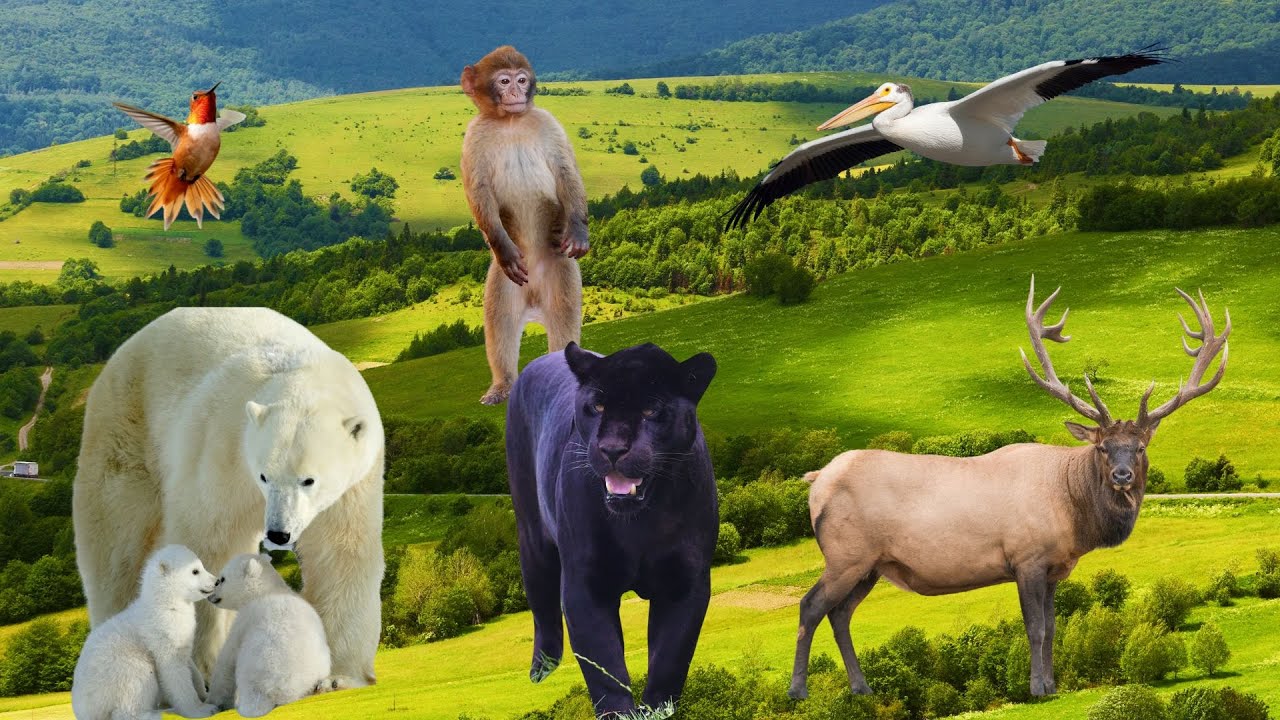 Lovely Animal Moments - Monkey, Leopard, Moose, Pelican, Polar Bear ...