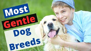 What Is The Most Docile Dog Breed