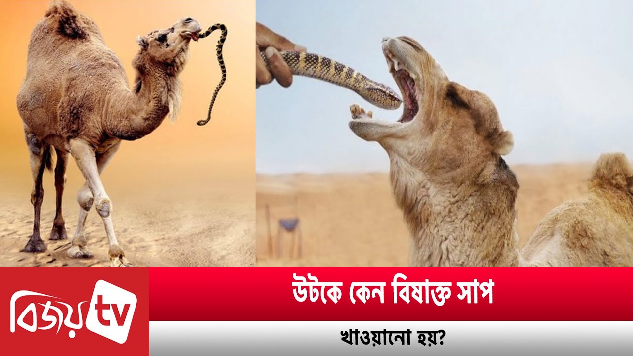 উটকে কেন বিষাক্ত সাপ খাওয়ানো হয়? Bijoy TV - YouTube