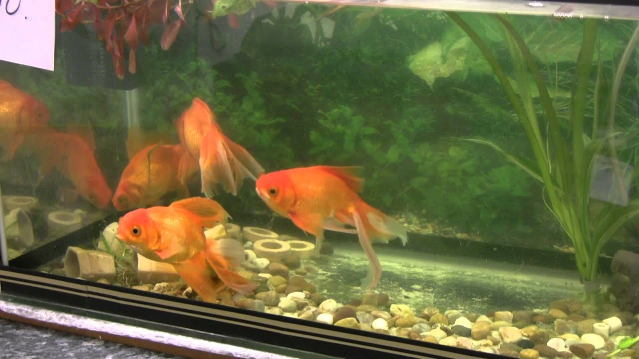 Veiltail Goldfish at GOLDFISH GALA - YouTube
