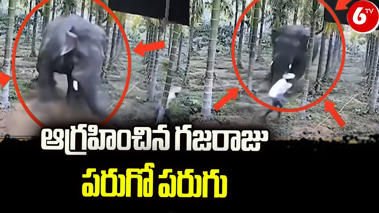 Elephant Attack Victims